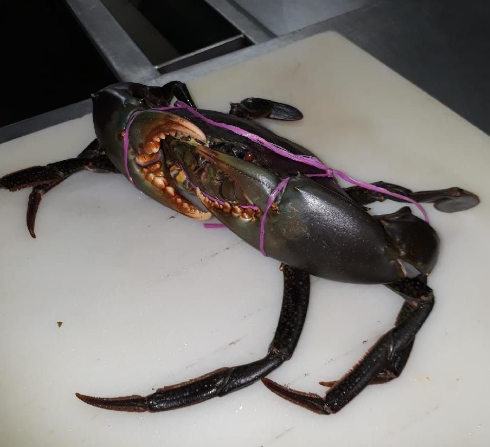 Mud Crabs in Cairns | NQ Prawn Cutlets