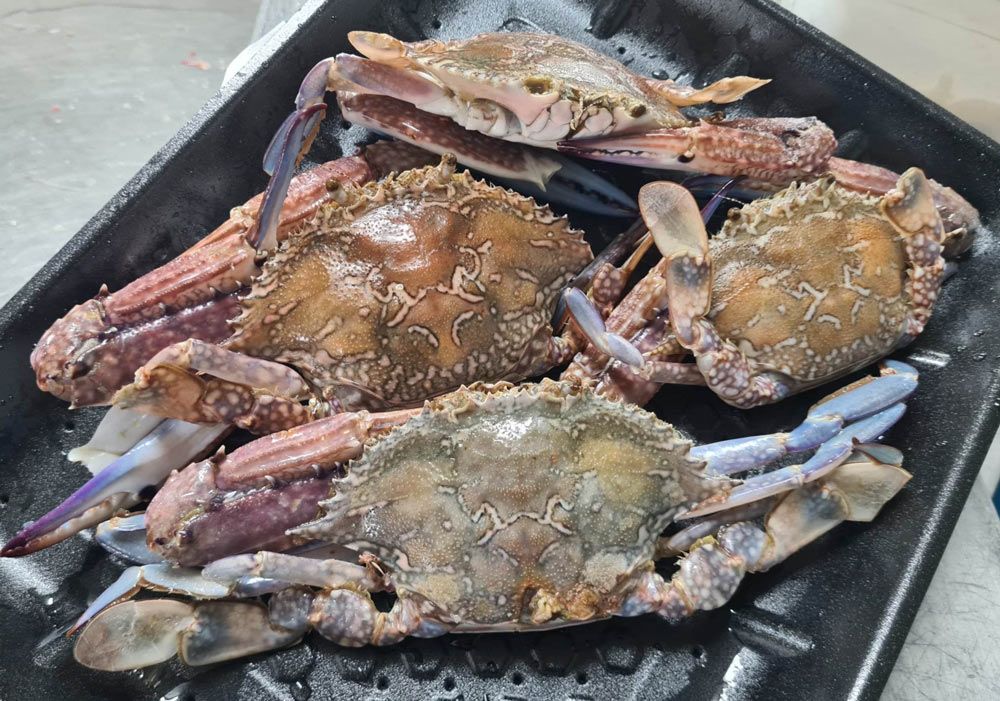 Specials | NQ Prawn Cutlets
