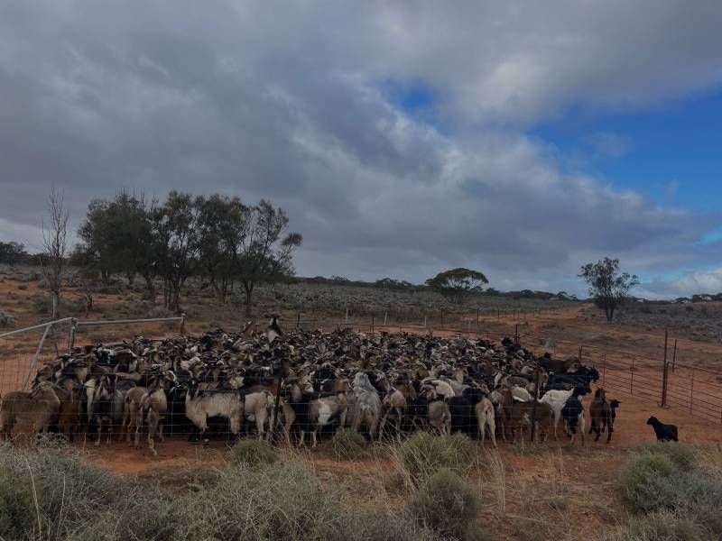 Our Diverse Range of Quality Meats in South Australia