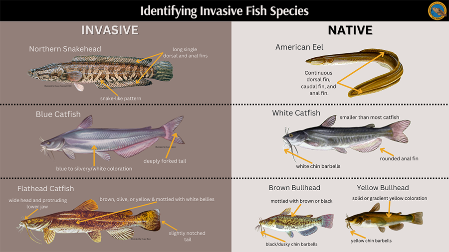 Reel Rewards - Invasive Fish Bounty Program | Baltimore