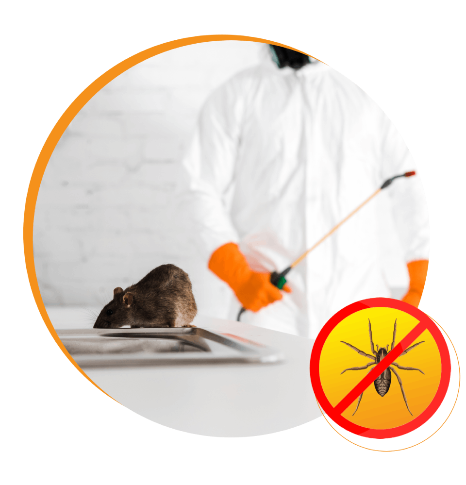 Expert Pest Management in Rockhampton & Region