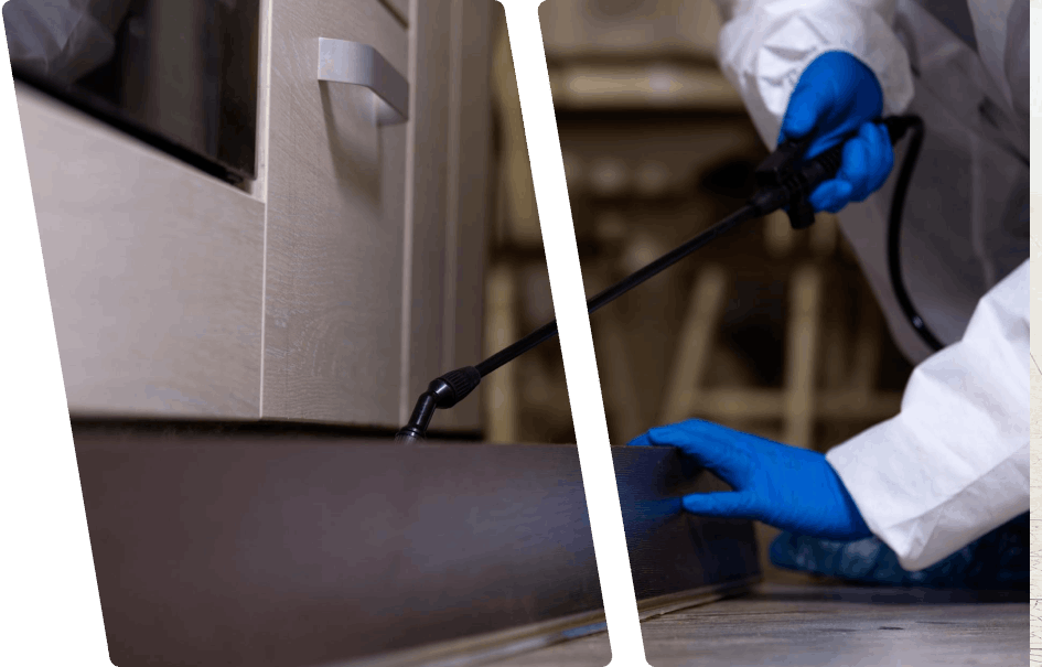 Expert Pest Management in Rockhampton & Region