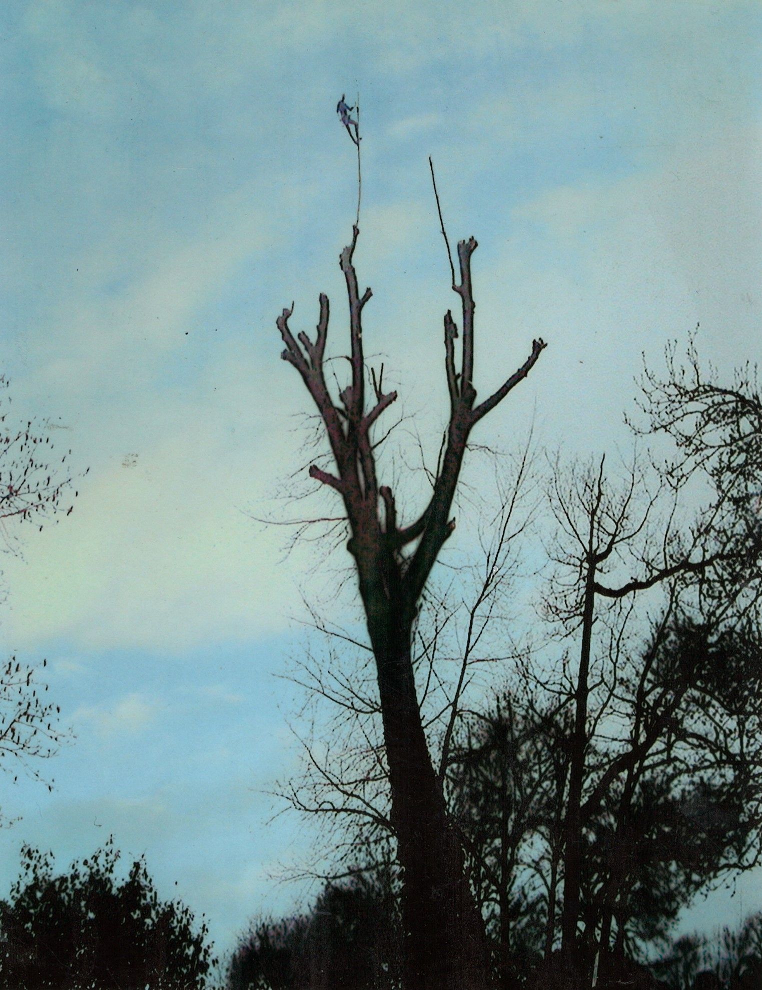 Tree surgeon | Boward Tree Surgery (Oxford) Ltd