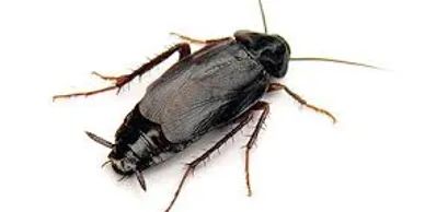 Pest ID | Denver, CO | SPLAT! Pest Management