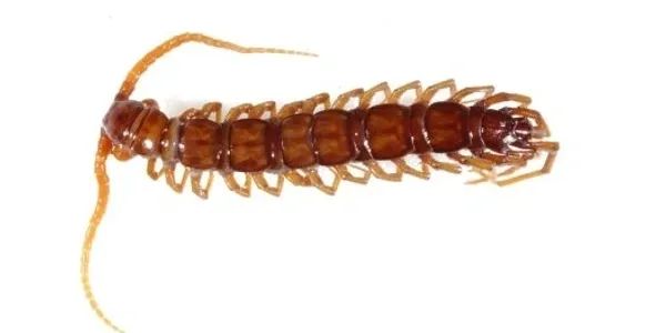 Pest Control Service | Denver, CO | SPLAT! Pest Management