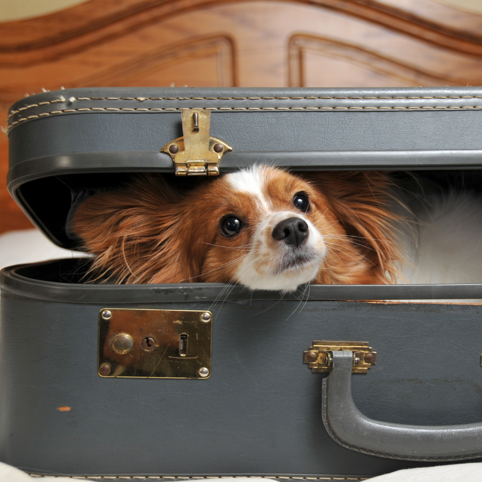 Plane Pet Quarantine Release | AirPets Australia