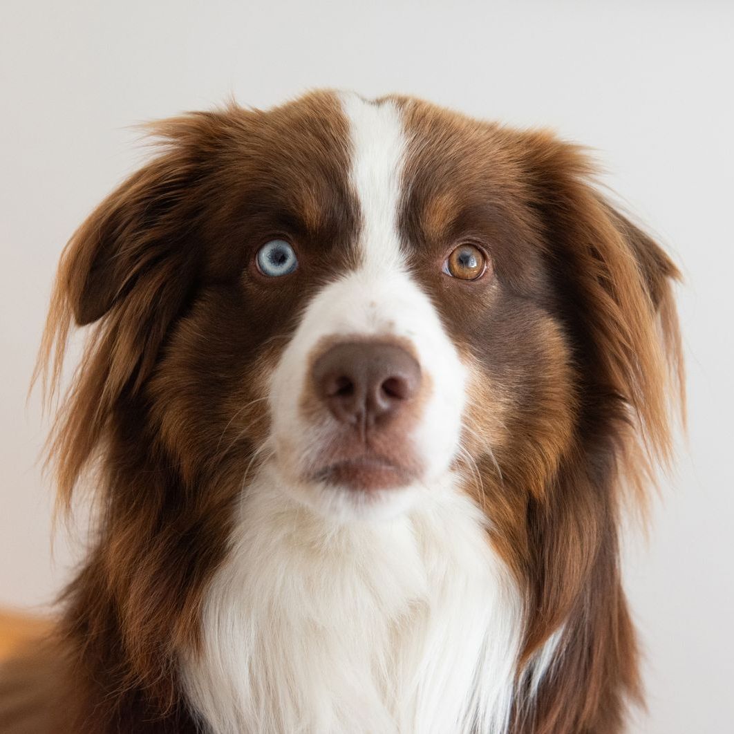 ZSMED – Der Wohlfühl Hund Tuffi