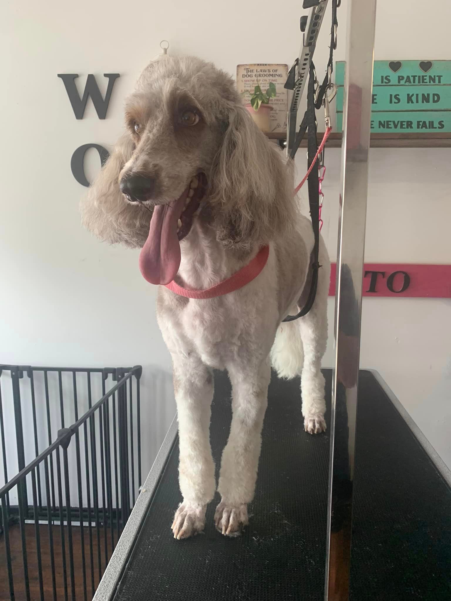 Glamour Pooches Styling & Clipping | Dog Grooming in Wauchope