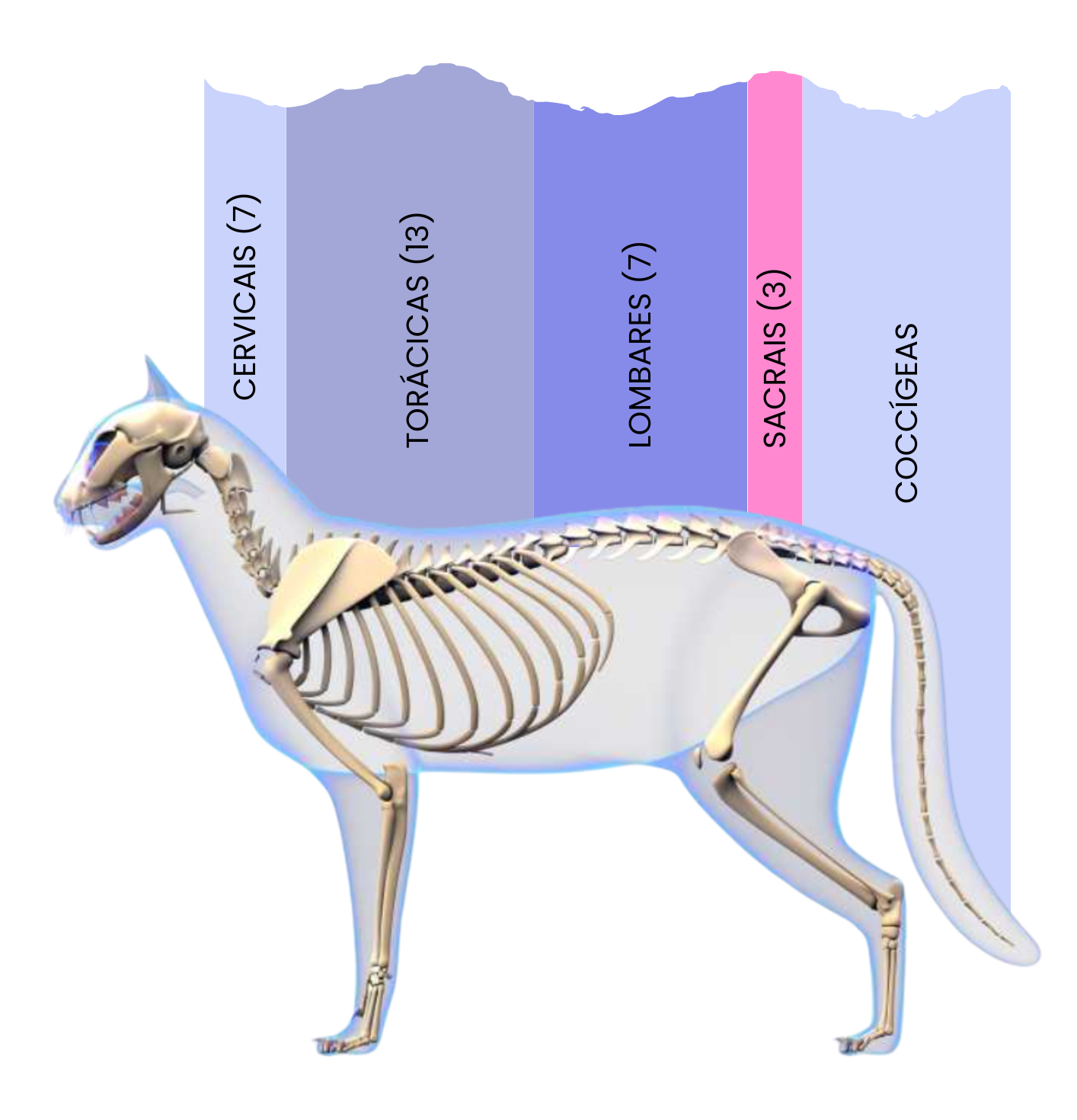 Estudo de Anatomia Comparada - Medicina Veterinária - Estácio Niterói
