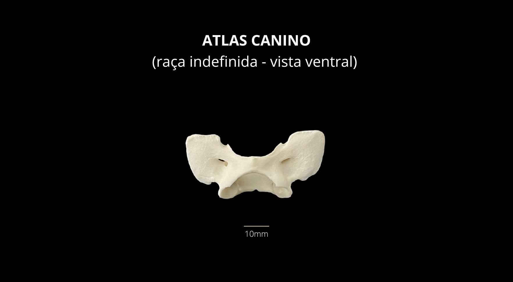 Estudo de Anatomia Comparada - Medicina Veterinária - Estácio Niterói