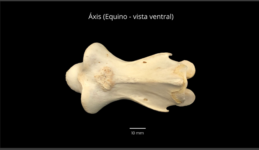 Estudo de Anatomia Comparada - Medicina Veterinária - Estácio Niterói