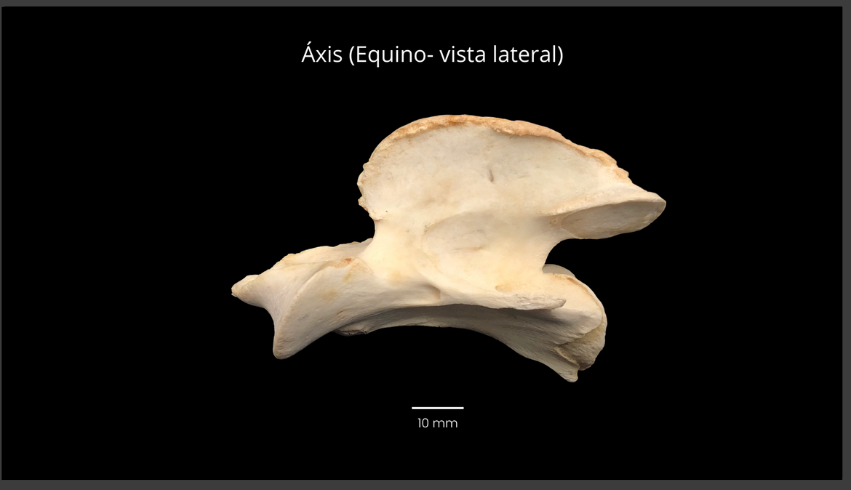Estudo de Anatomia Comparada - Medicina Veterinária - Estácio Niterói