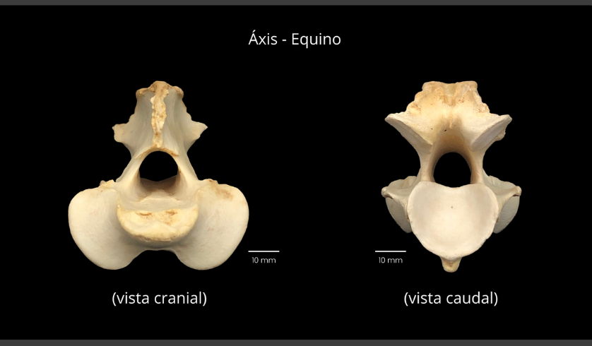 Estudo de Anatomia Comparada - Medicina Veterinária - Estácio Niterói