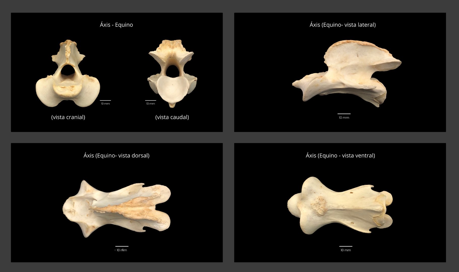 Estudo de Anatomia Comparada - Medicina Veterinária - Estácio Niterói