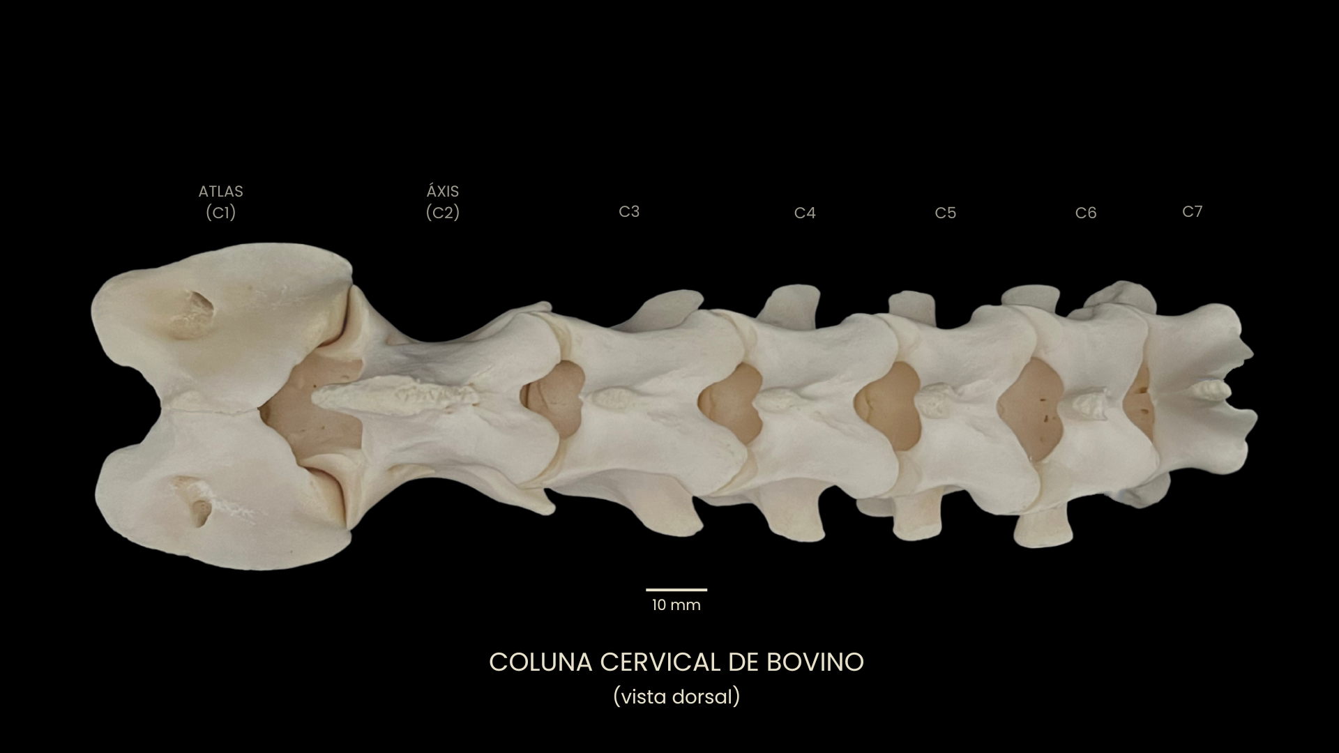 Estudo de Anatomia Comparada - Medicina Veterinária - Estácio Niterói