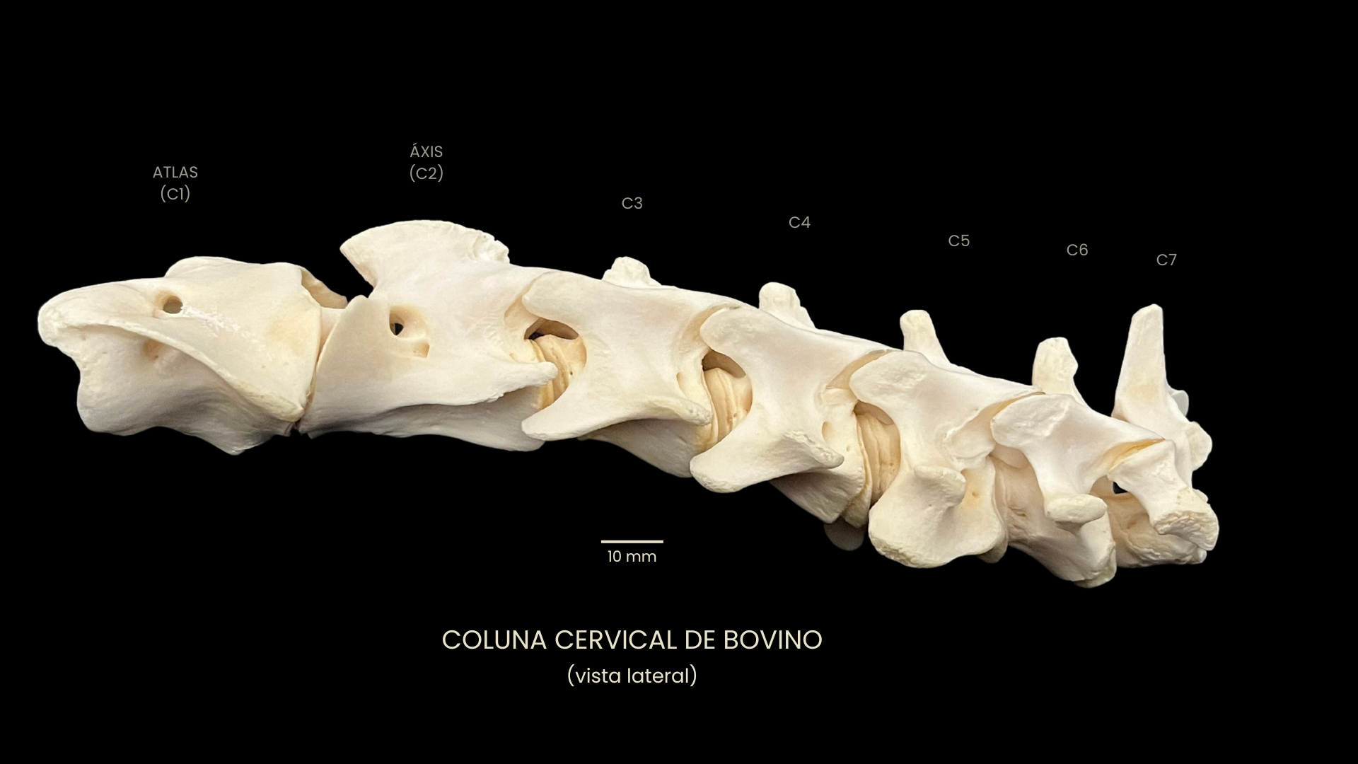 Estudo de Anatomia Comparada - Medicina Veterinária - Estácio Niterói