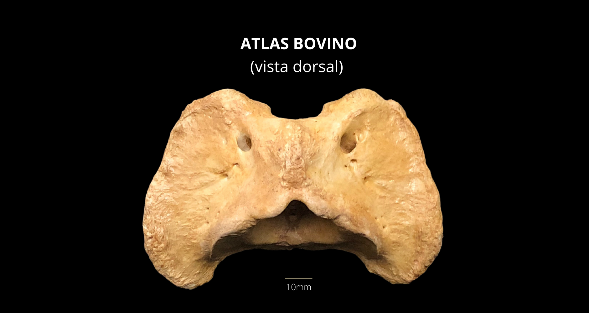 Estudo de Anatomia Comparada - Medicina Veterinária - Estácio Niterói