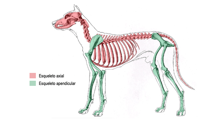 Estudo de Anatomia Comparada - Medicina Veterinária - Estácio Niterói