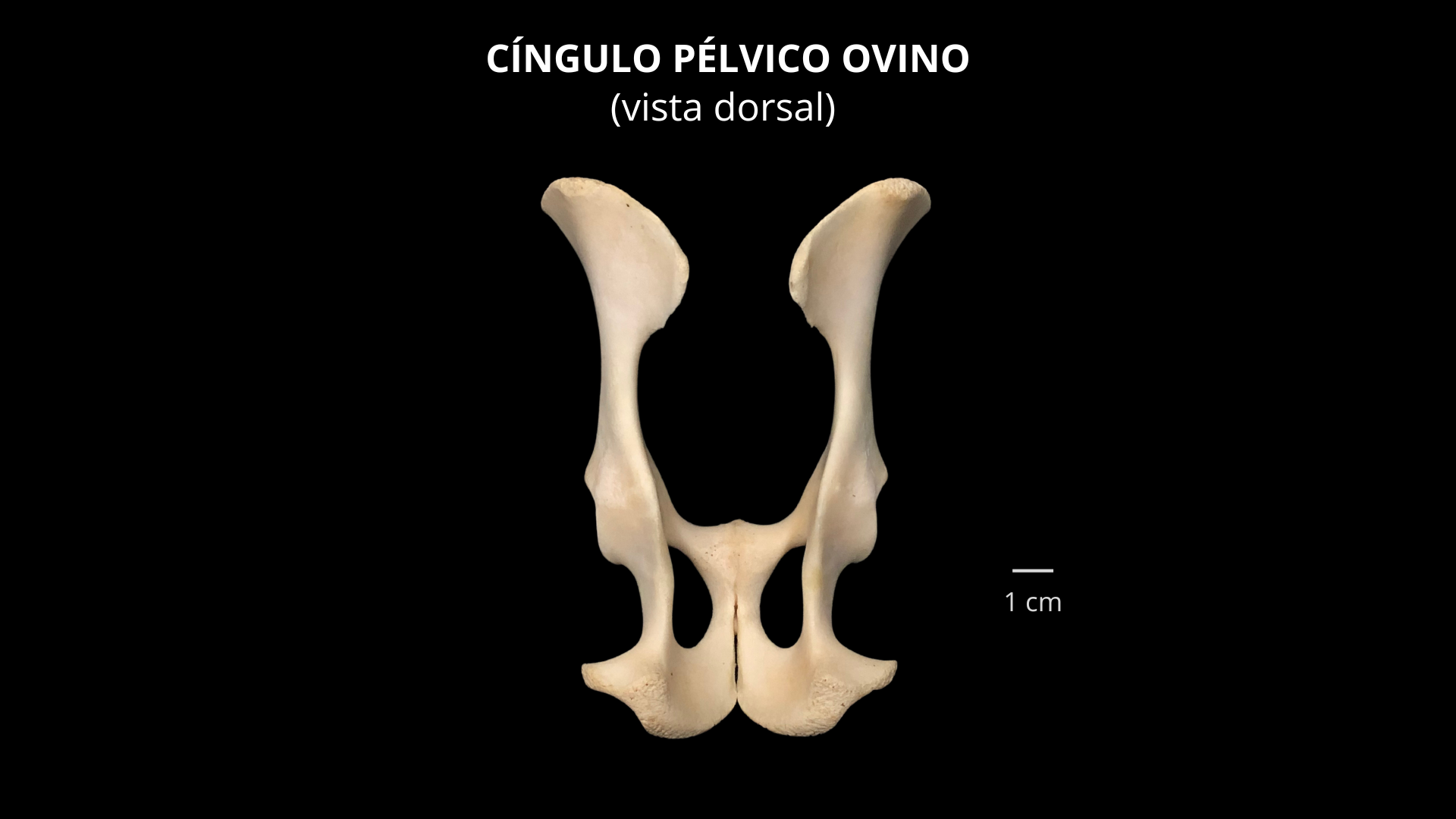 Estudo de Anatomia Comparada - Medicina Veterinária - Estácio Niterói