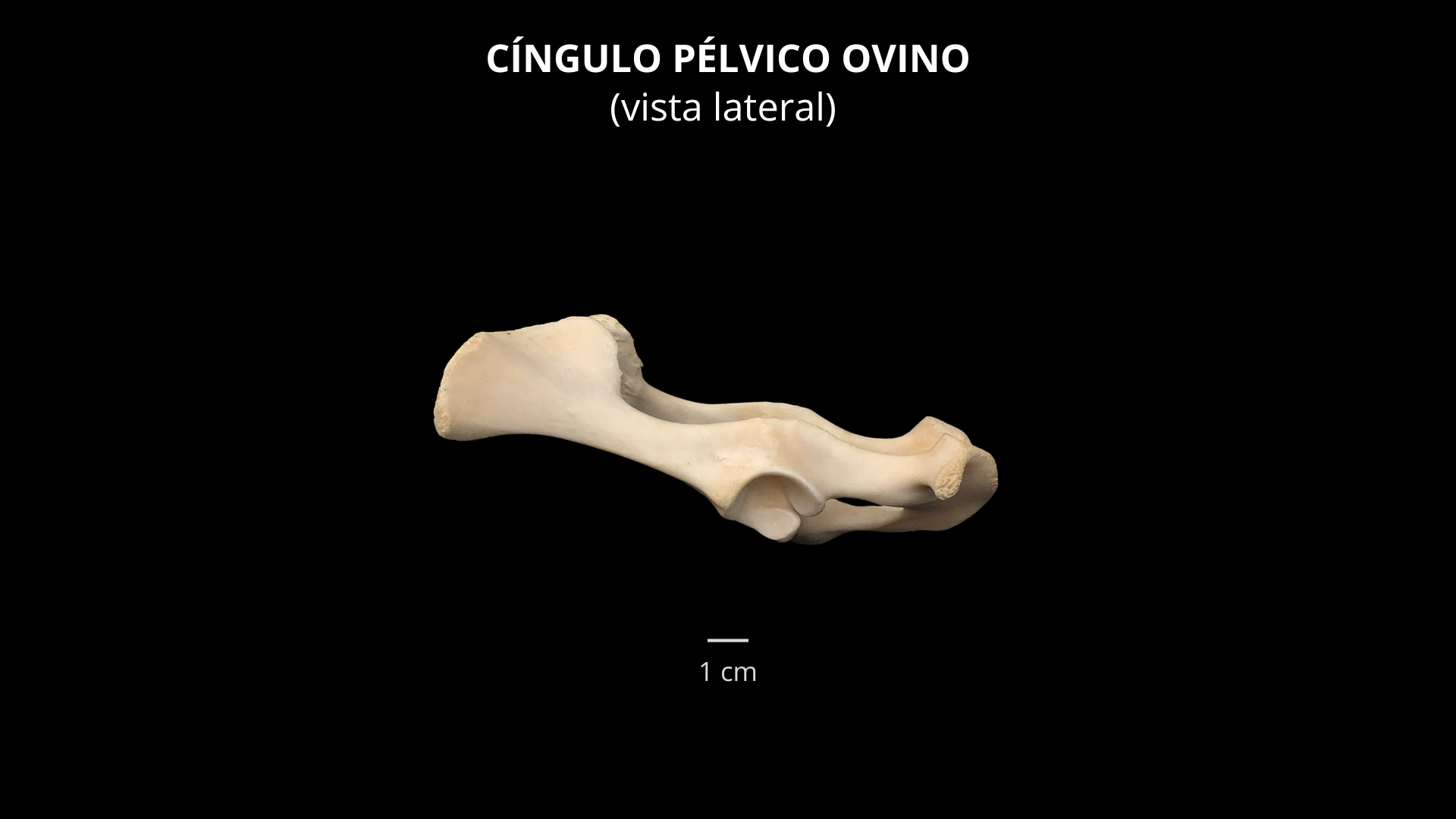 Estudo de Anatomia Comparada - Medicina Veterinária - Estácio Niterói