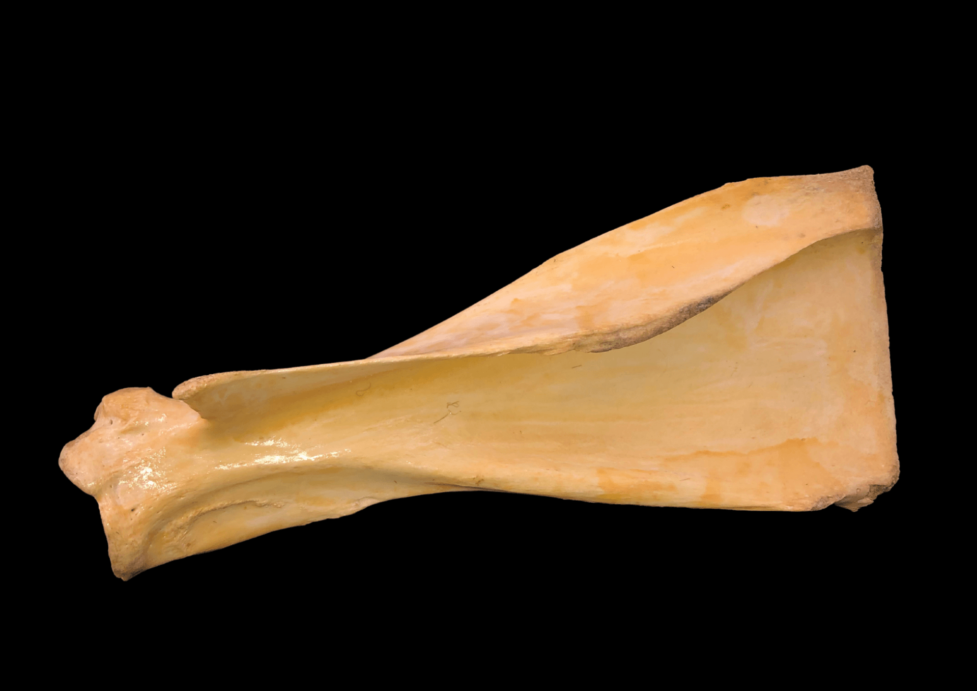 Estudo de Anatomia Comparada - Medicina Veterinária - Estácio Niterói