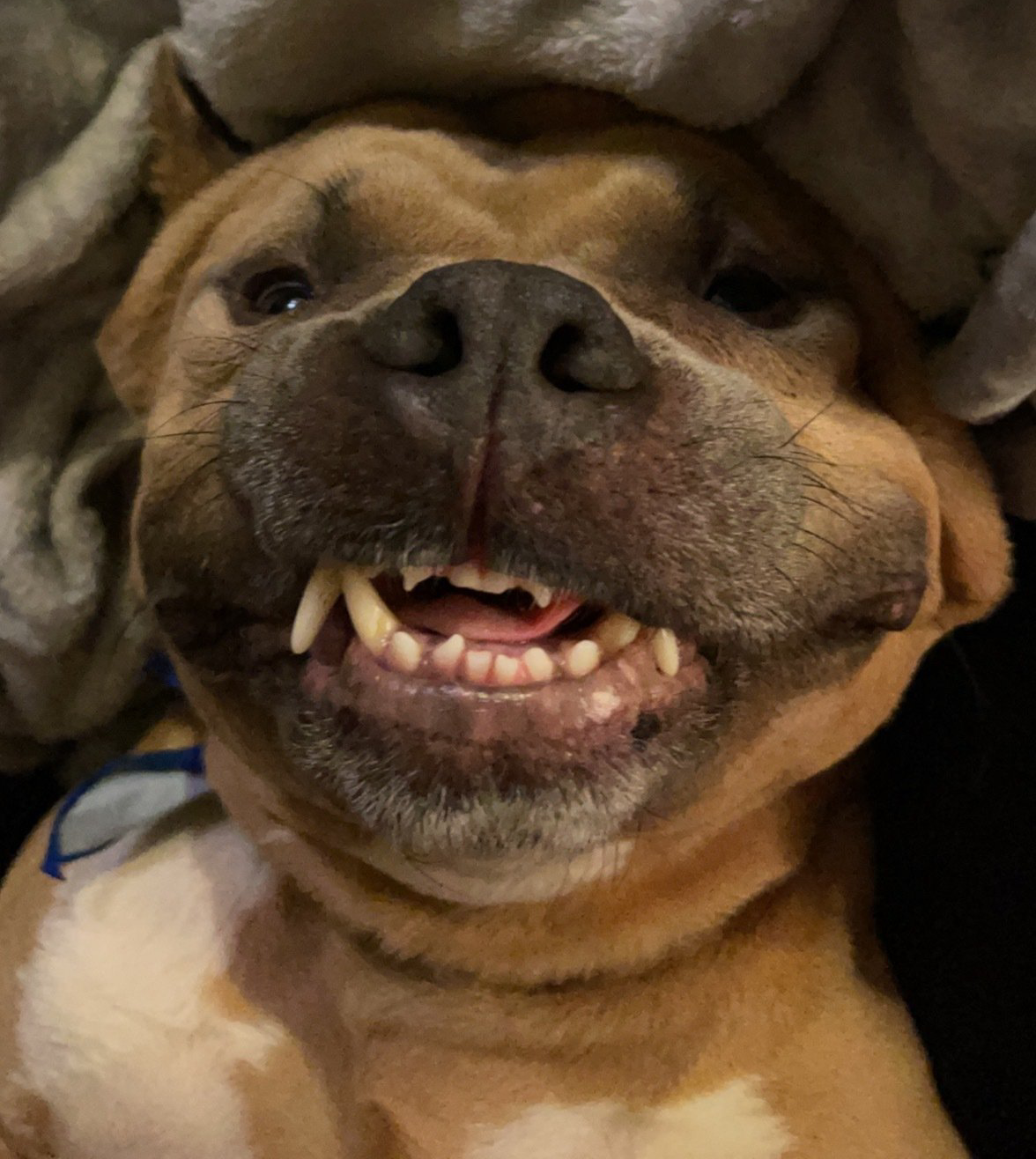 Arcadia Animal Rescue: Championing Small Animal Rescue