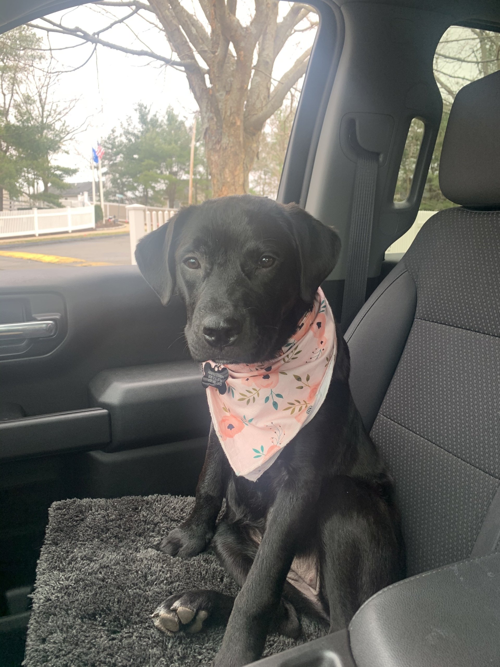 Arcadia Animal Rescue: Championing Small Animal Rescue