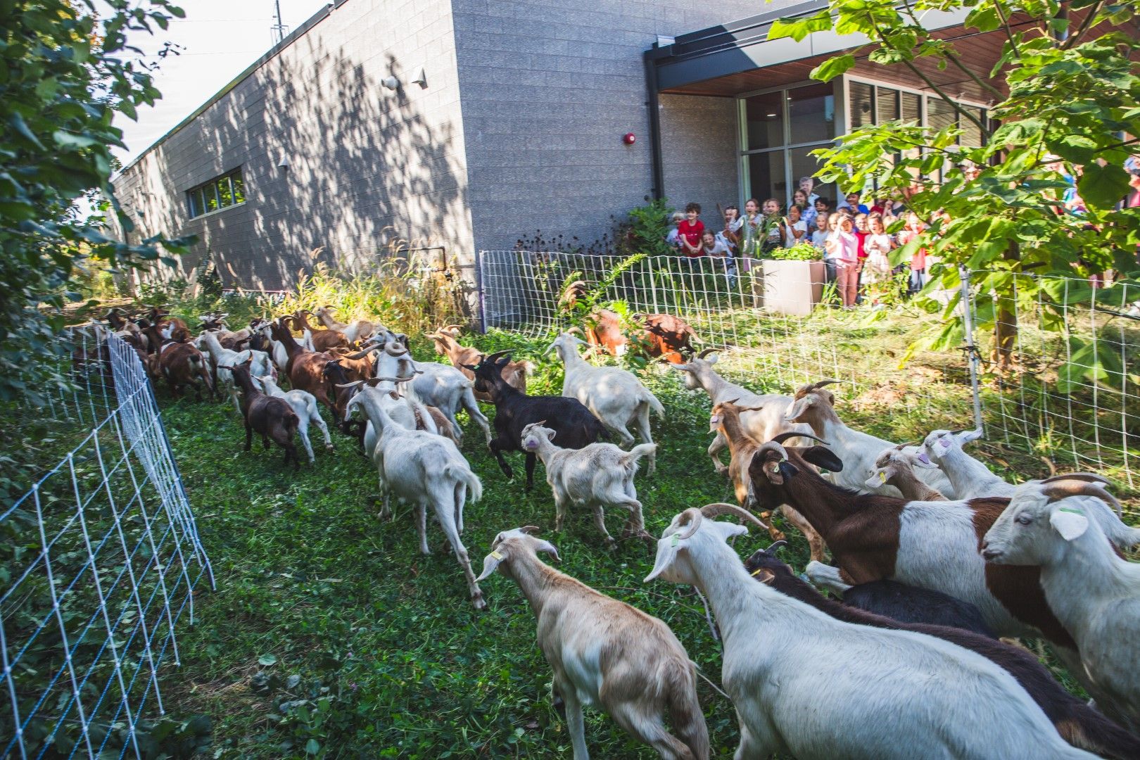 Got Goats? How Our Backyard Turned Into a Mini Farm