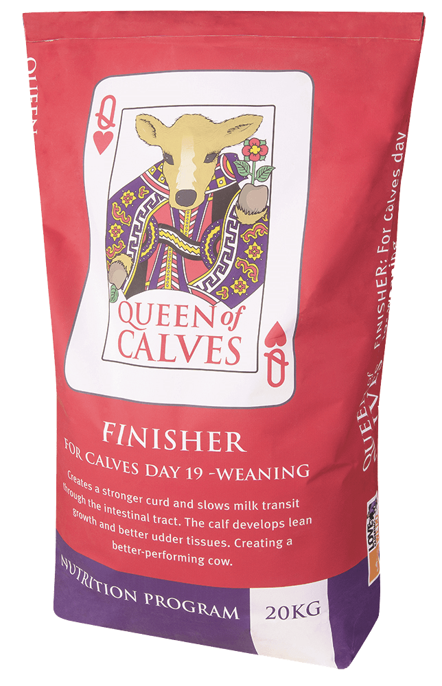 Queen of Calves FINISHER