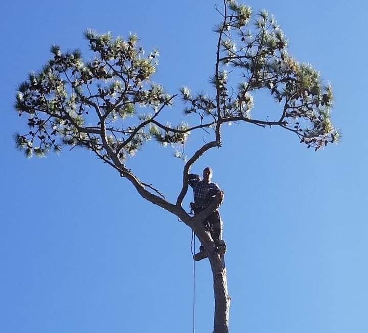 B & B Tree Service | Tree Services, Brush Hogging & Landscaping ...