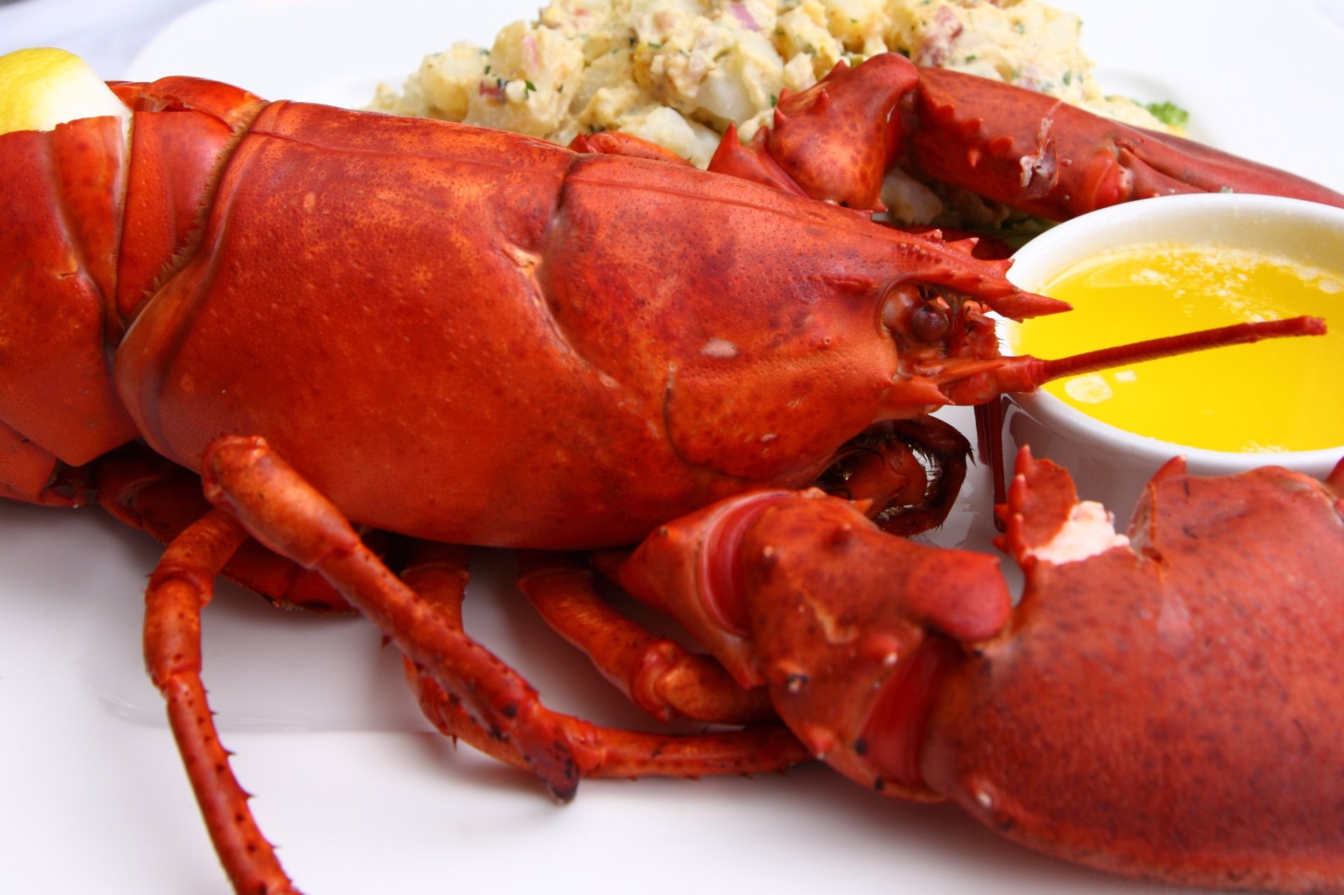 Fresh Seafood | Cape Cod, MA | Superior Lobster