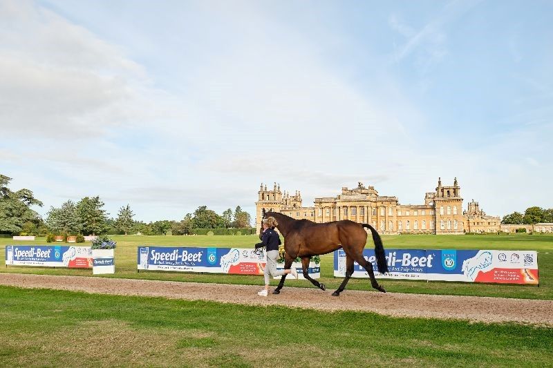 The Shire Horse in Britain: A Fascinating History