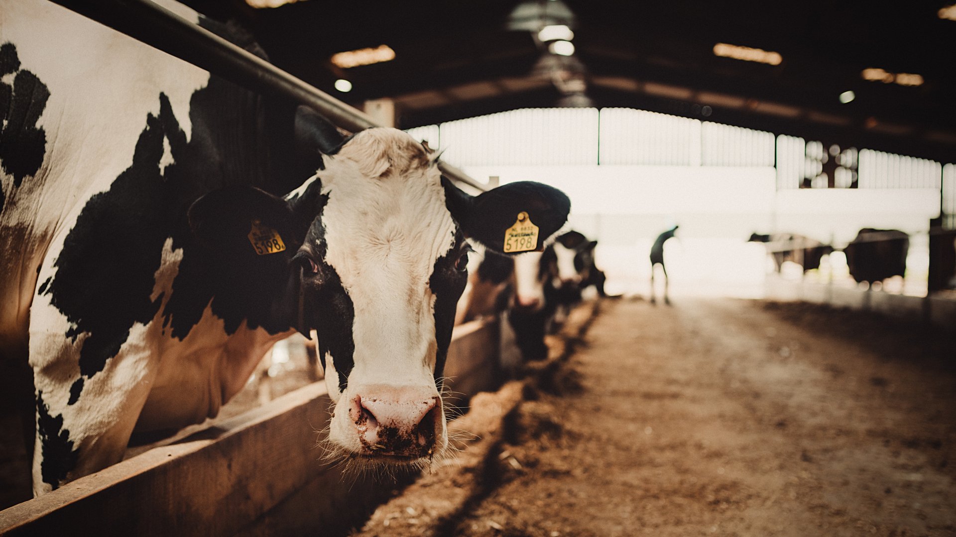 The History of the Aberdeen Angus: From Scottish Hills to Global Fields