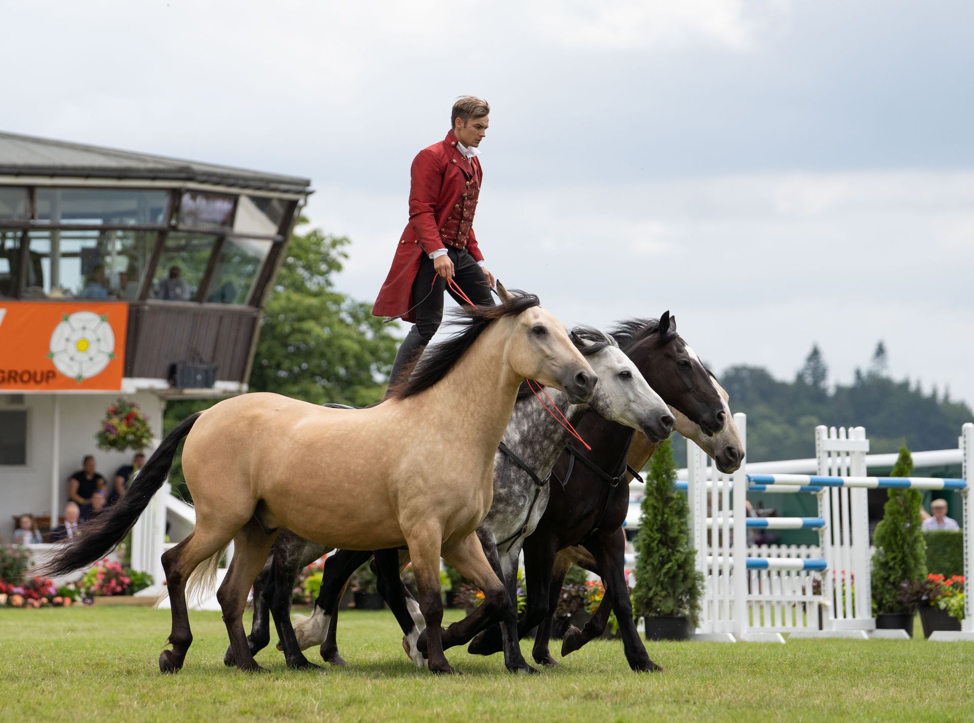The History of the Aberdeen Angus: From Scottish Hills to Global Fields