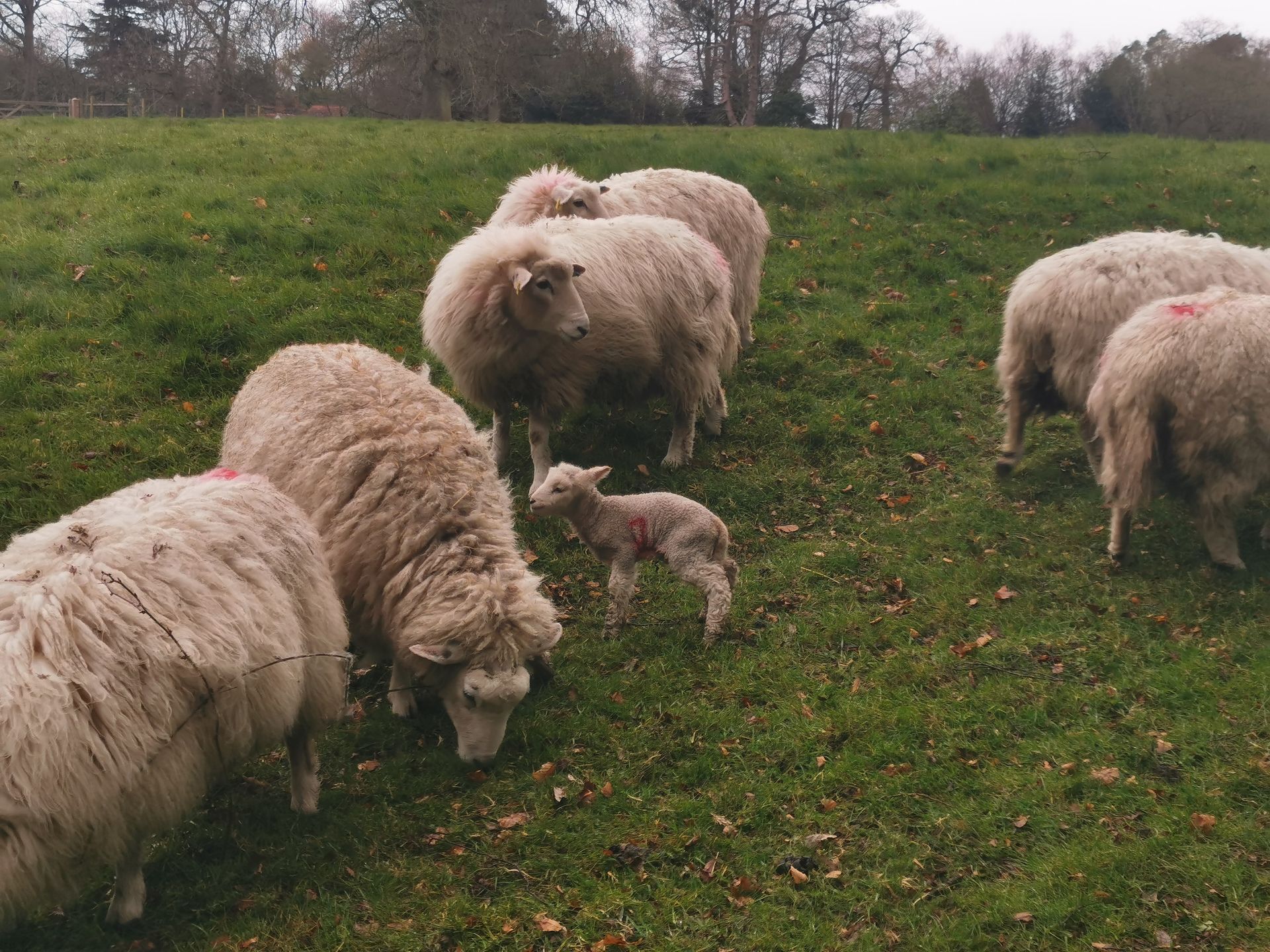 The Beast of Bodmin Moor Myth, Mystery, and the Hunt for the Truth