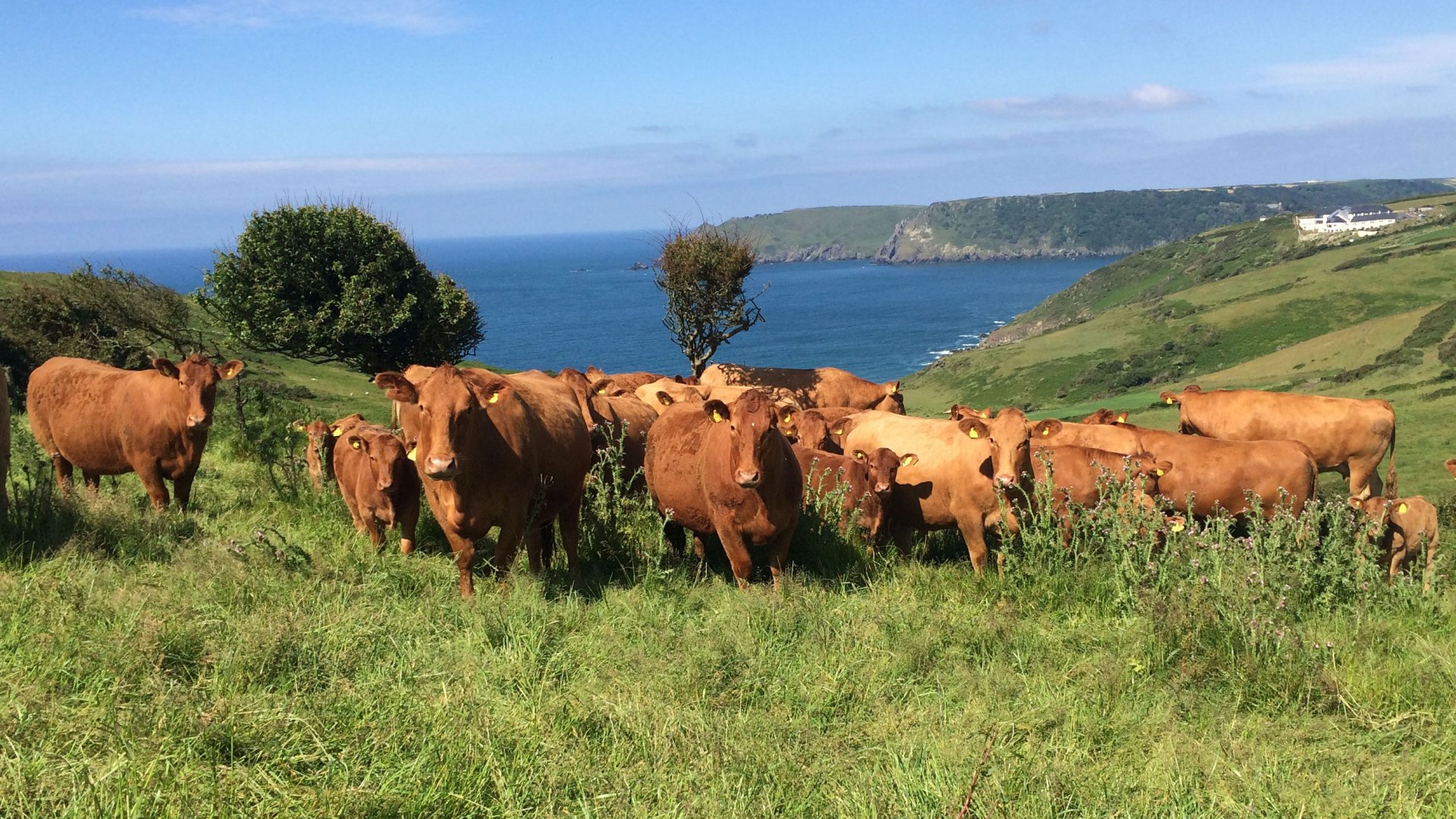 Rural Life Magazine | The Home of All Things Rural