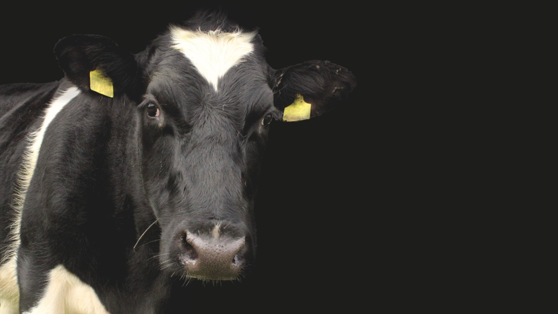 The History of the Aberdeen Angus: From Scottish Hills to Global Fields