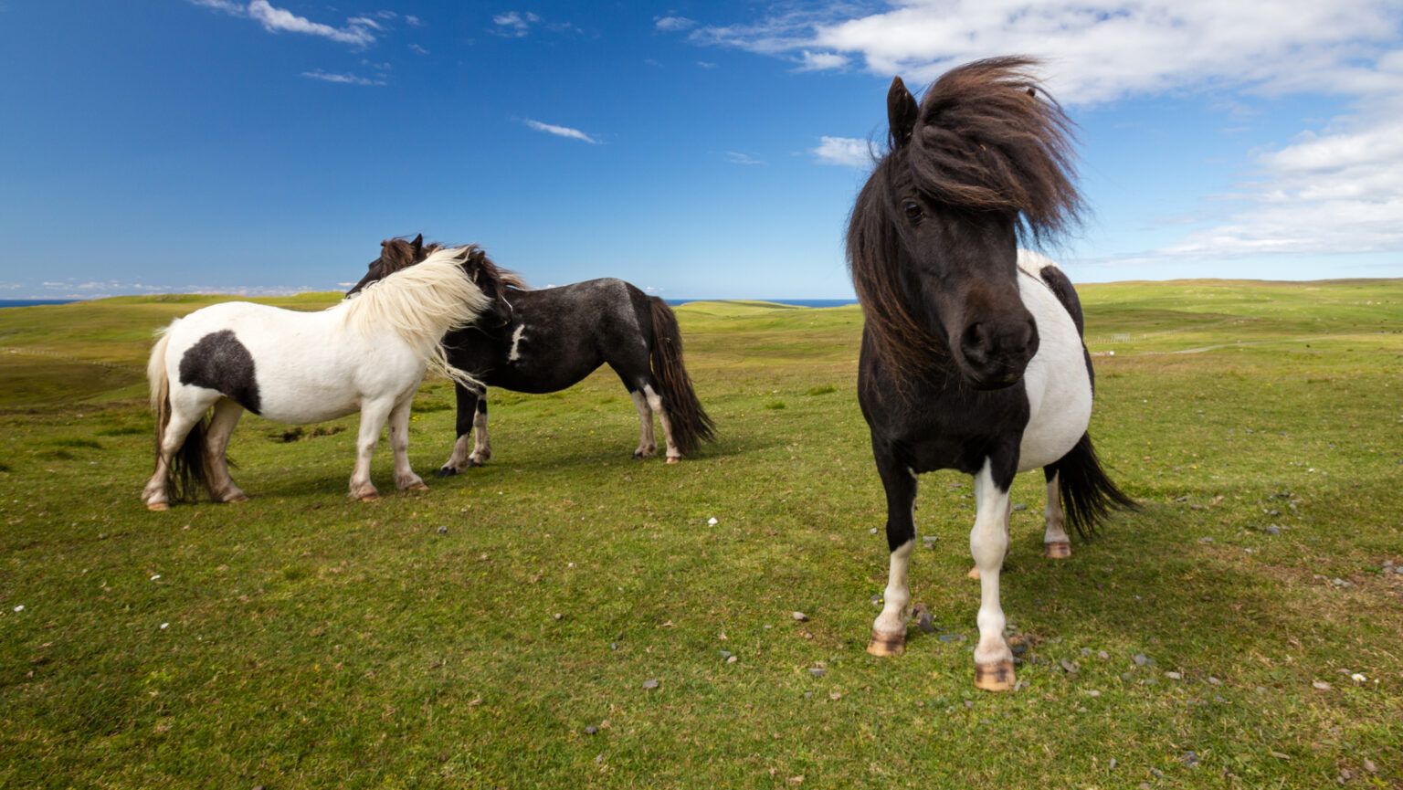 The Shetland Pony: A Fascinating Journey Through History