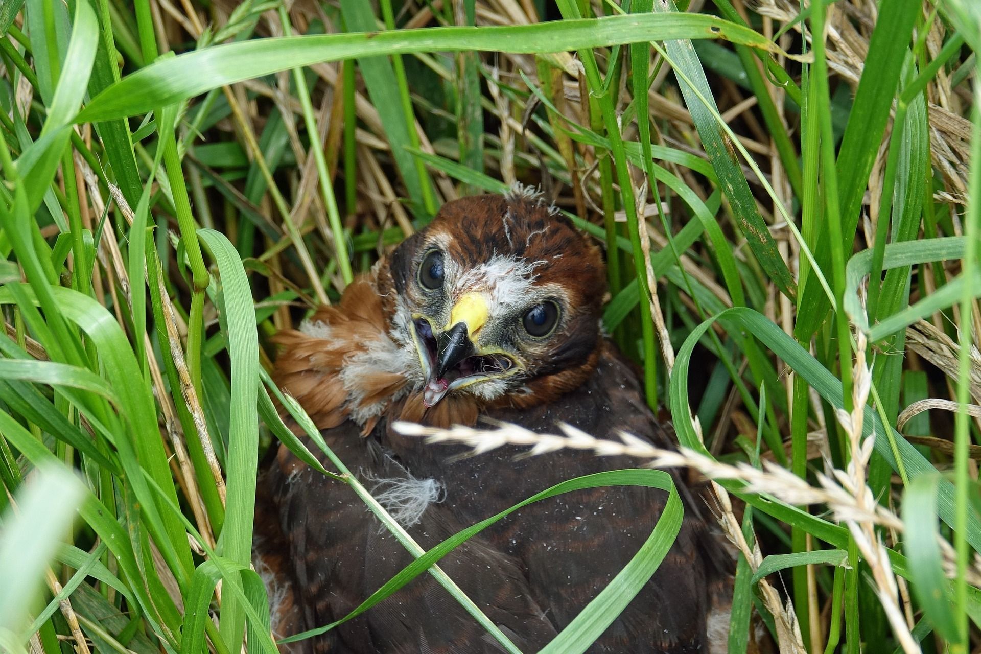 The Beast of Bodmin Moor Myth, Mystery, and the Hunt for the Truth