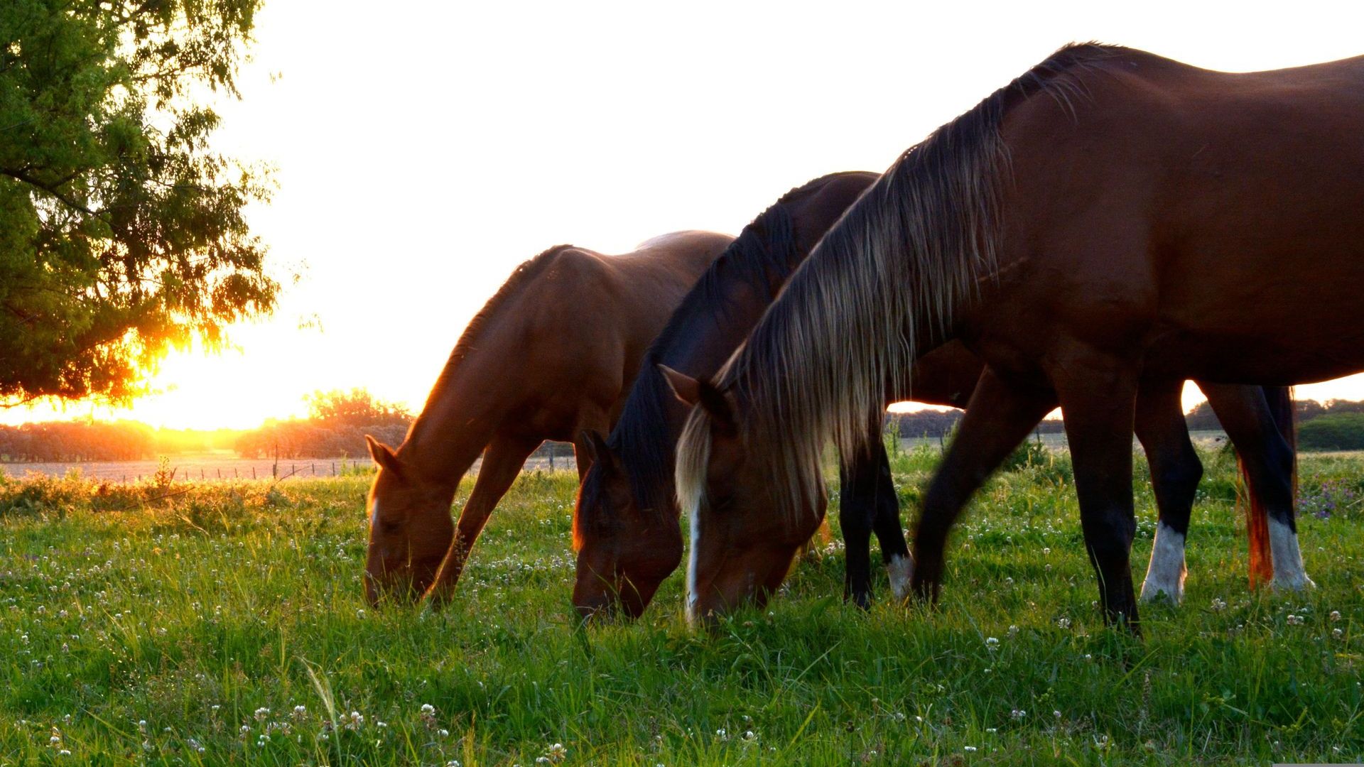 The History of Highland Cattle: Guardians of Scotland's Pastures