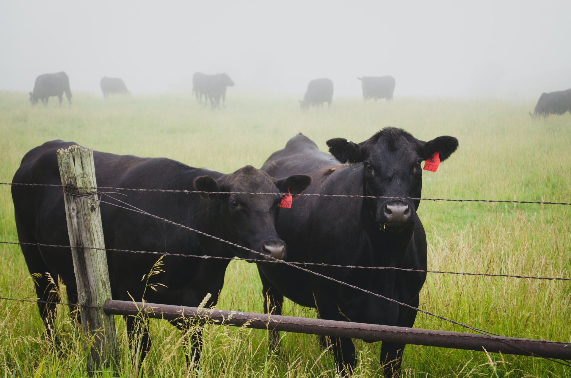 Rural Life Magazine | The Home of All Things Rural