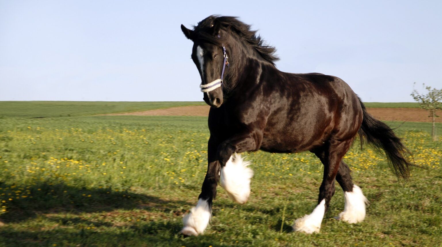 The Shire Horse in Britain: A Fascinating History