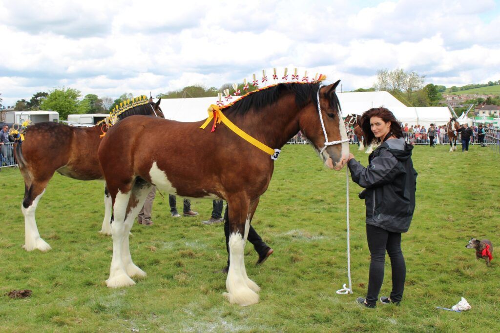 The Shire Horse in Britain: A Fascinating History