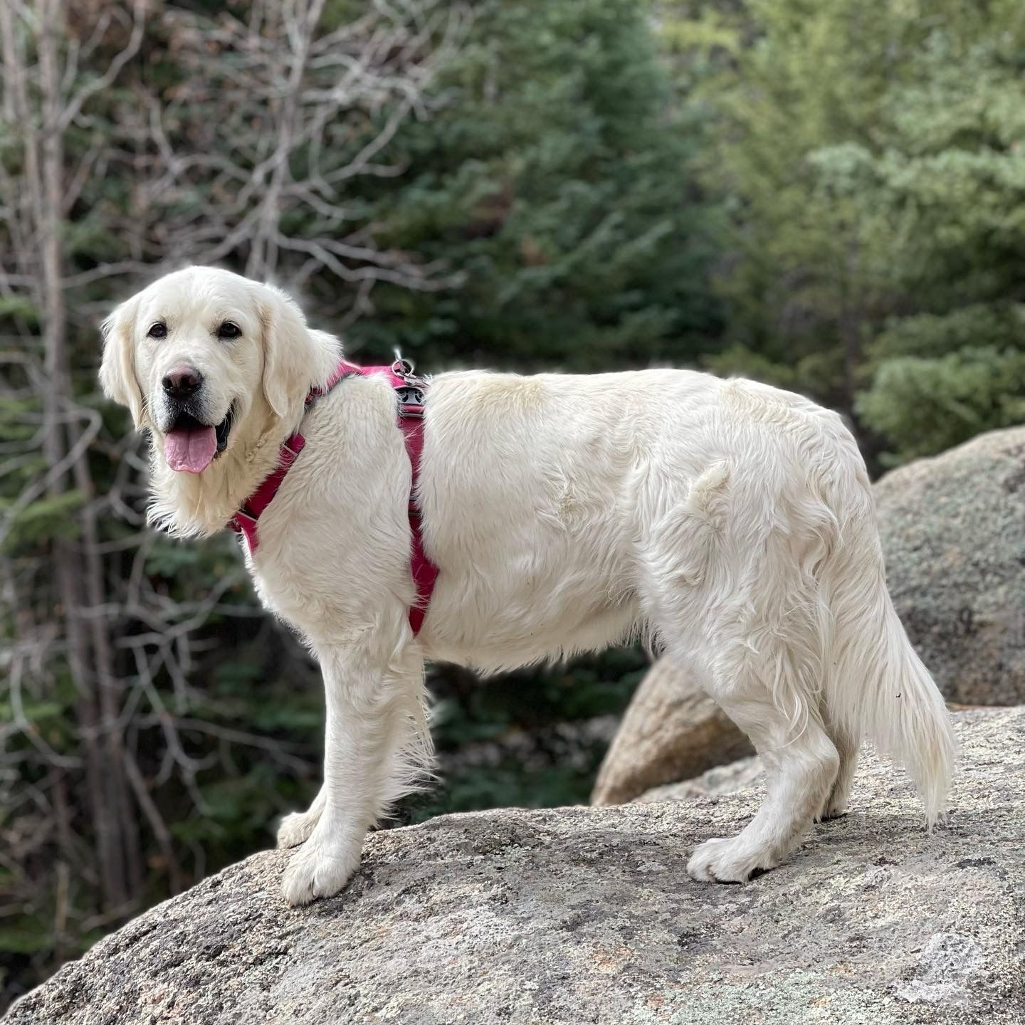 Puppy Adoptions | Livermore, CO | Marlos Golden Retrievers