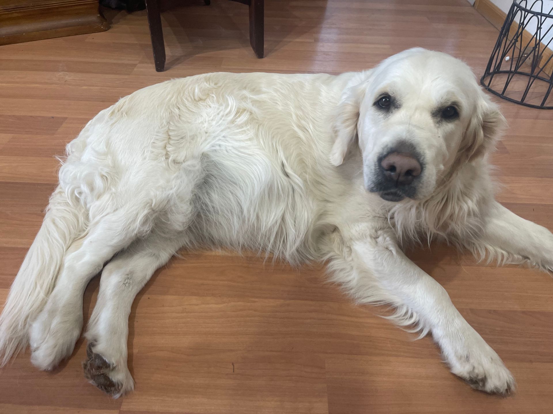 Puppy Adoptions | Livermore, CO | Marlos Golden Retrievers