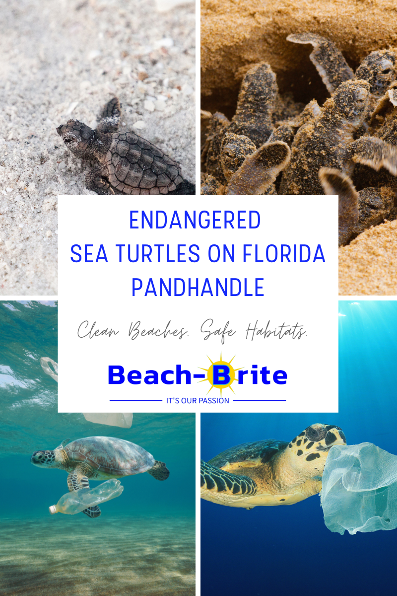 Endangered Sea Turtles