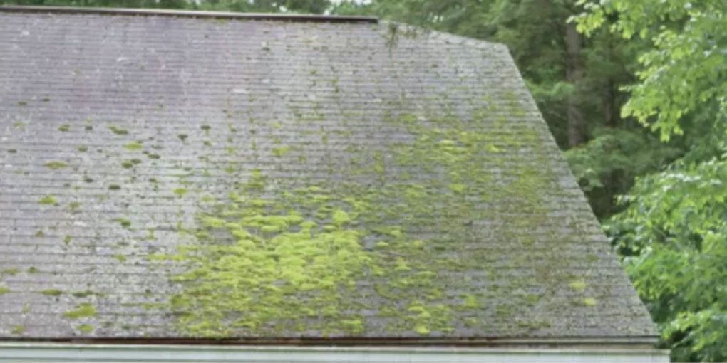Roof Revival: A Guide to Dealing with Algae on Shingles
