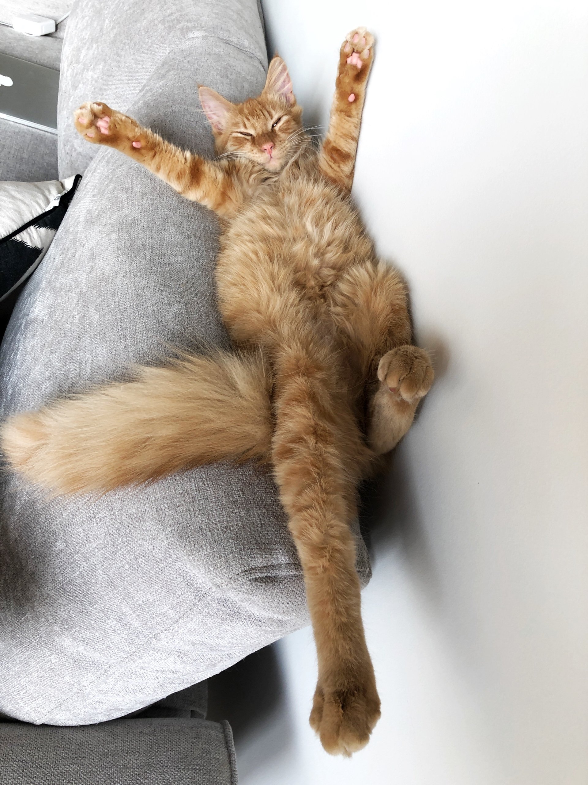 Uptown | Cats of Uptown