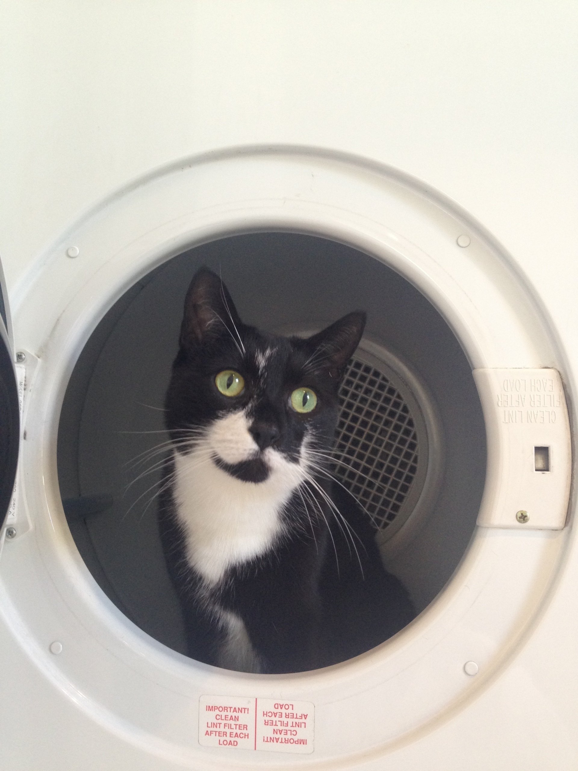 Uptown | Cats of Uptown