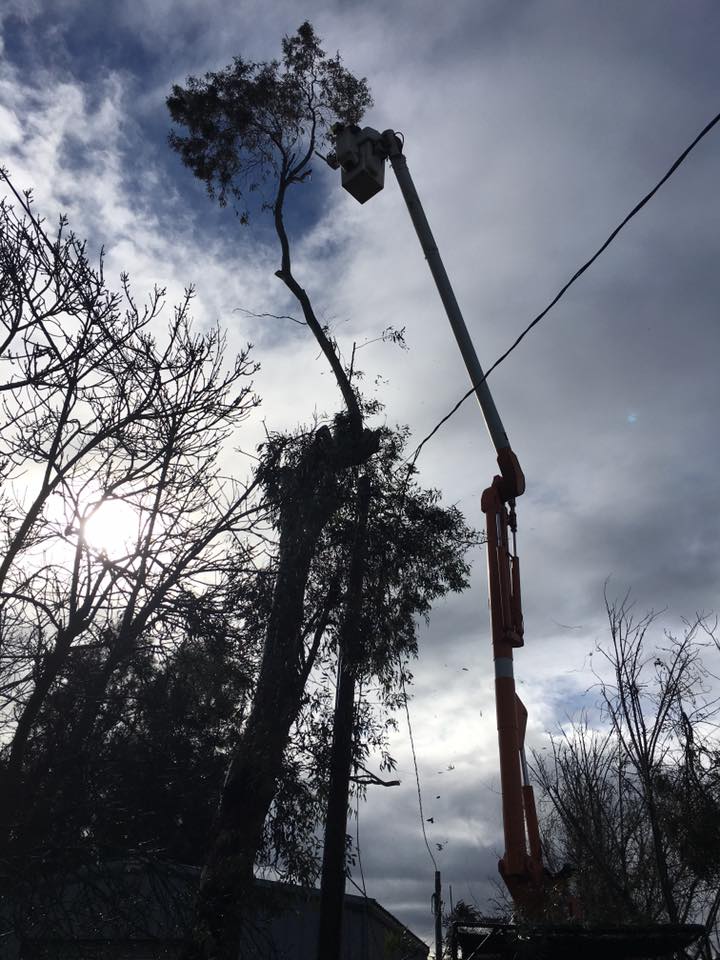 Tree Care Fresno CA | Fresno Tree Service Gallery | Travis Tree Service